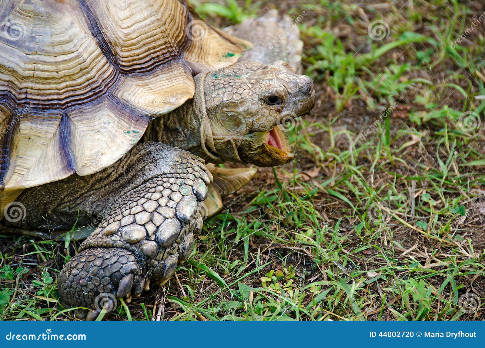 Angry Tortoise With Bloodied Nose Stock Image | CartoonDealer.com #90258733