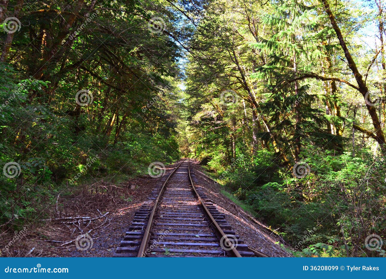 Old Tracks in the Woods stock image. Image of steel, railroad - 36208099