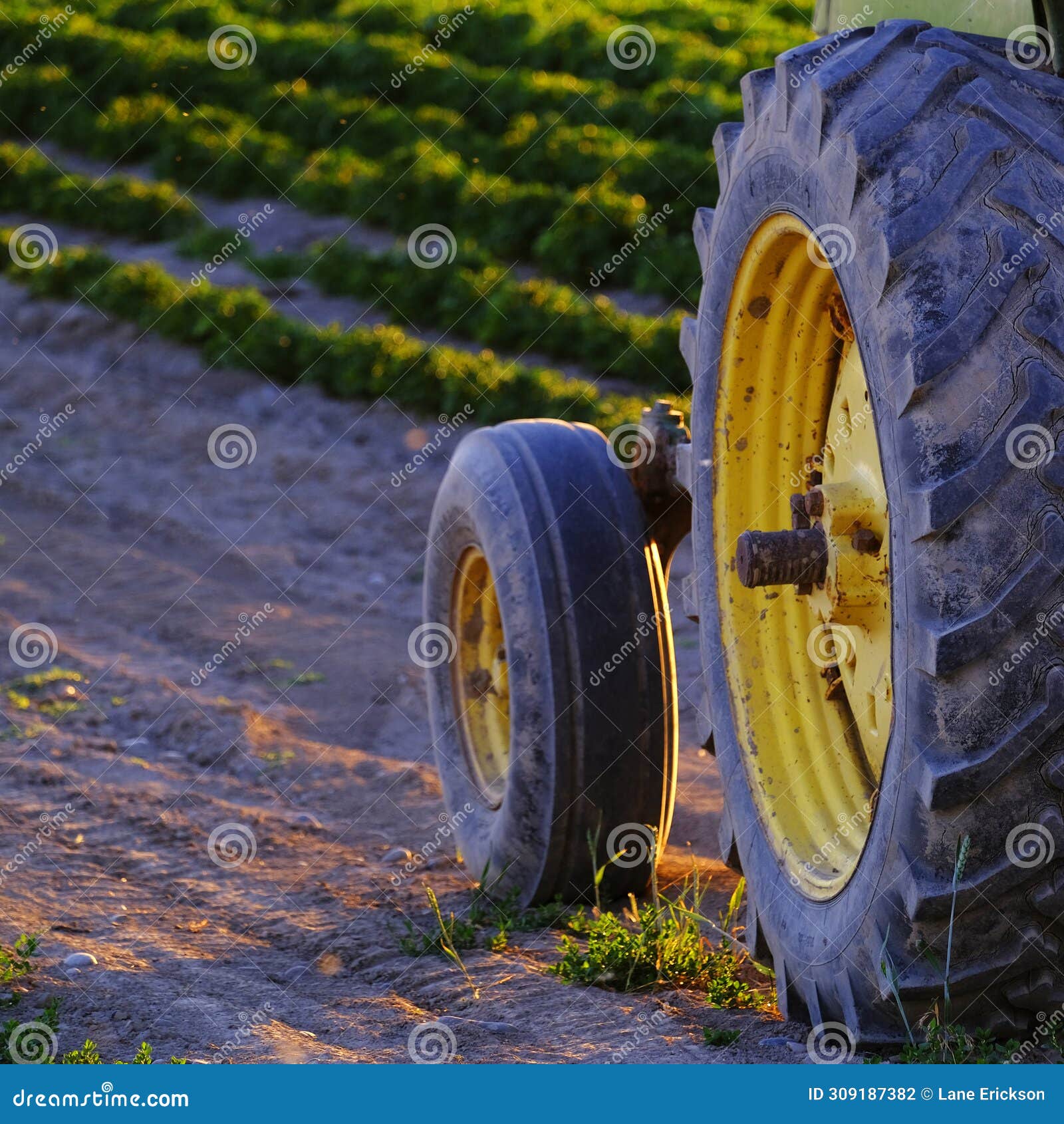 Old Tractor in Farm Field with Growing Crops Sunlight Stock Photo ...