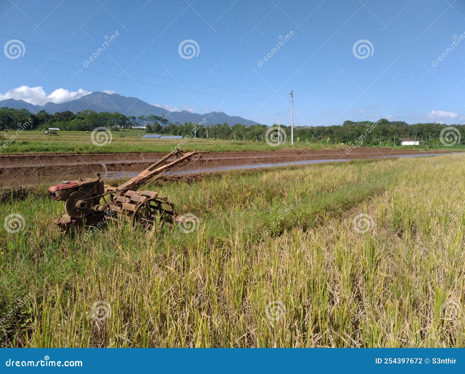 Old Tractor in the Middle of Rice Field Stock Photo - Image of ...