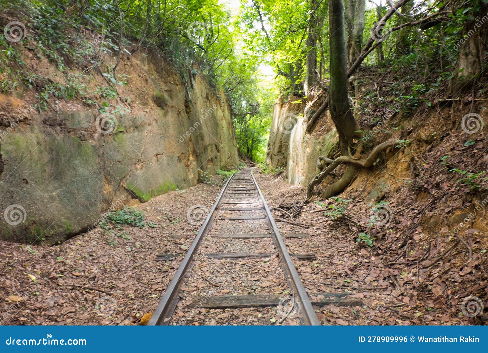 Old Train Rails Cross the Forest Stock Photo - Image of landscape ...
