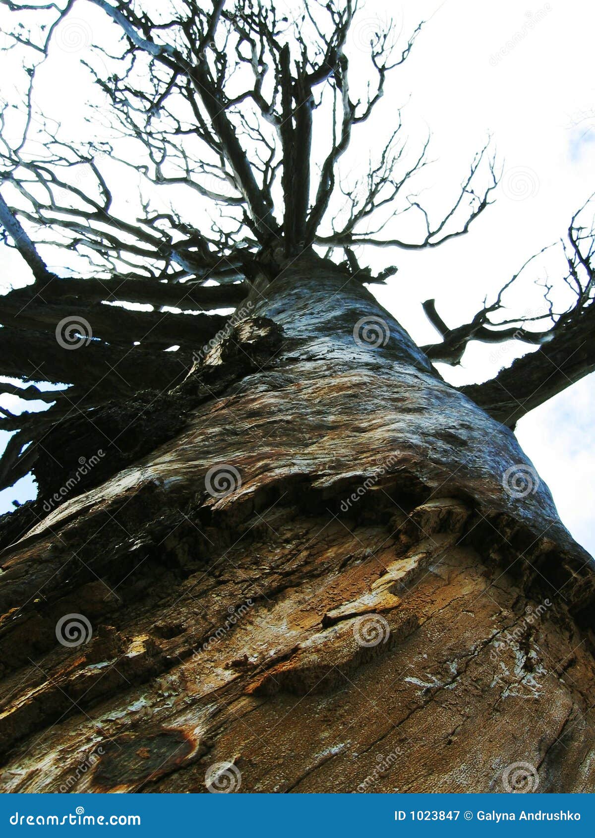 Old Tree Picture. Image: 1023847