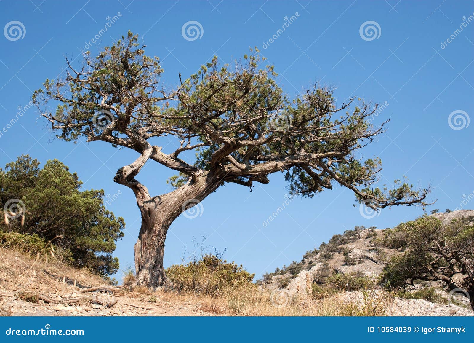 Old tree stock image. Image of branch, waterless, desert - 10584039
