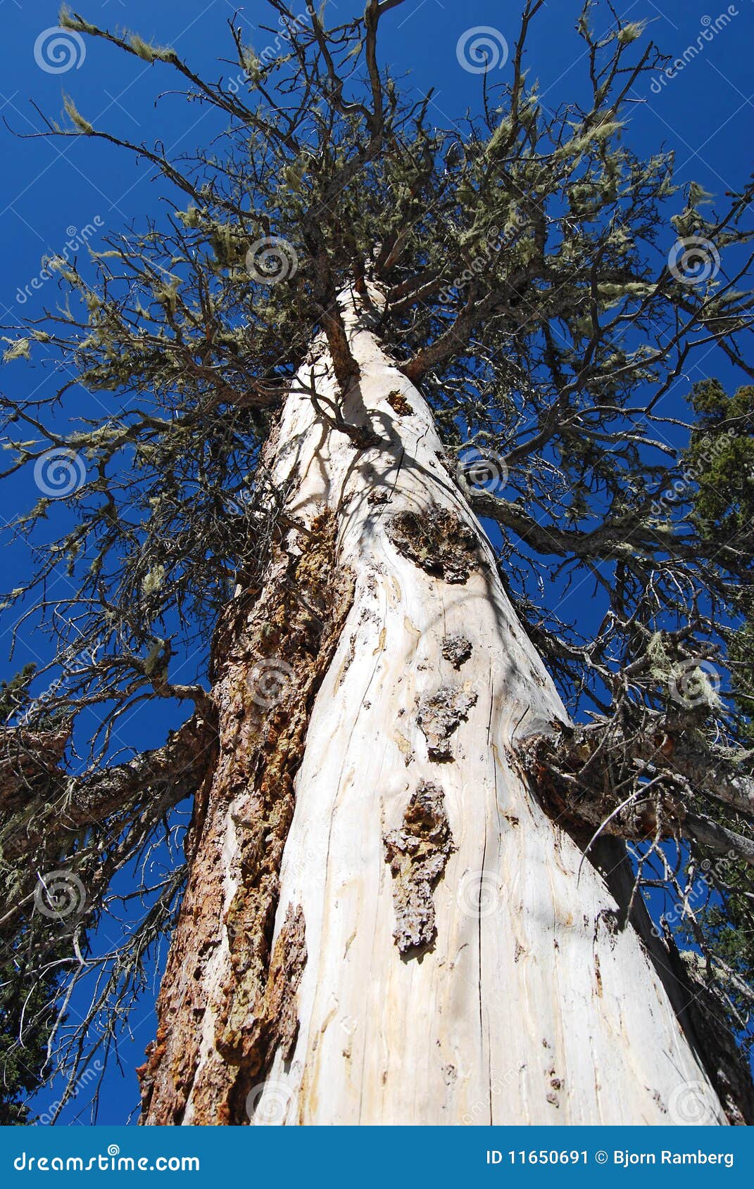 Old Tree stock image. Image of lumber, aging, close, trunk - 11650691