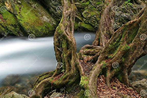 Old tree stock photo. Image of green, color, spring, calm - 14366390