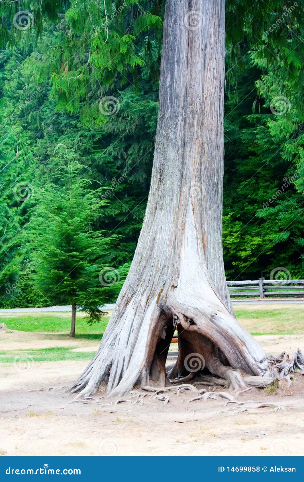 Old tree stock photo. Image of roots, growth, conifers - 14699858