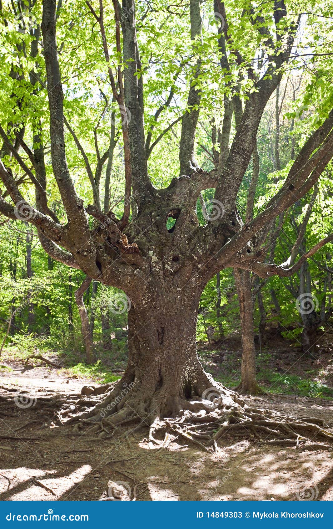 Old tree stock image. Image of leaf, grand, root, trunk - 14849303