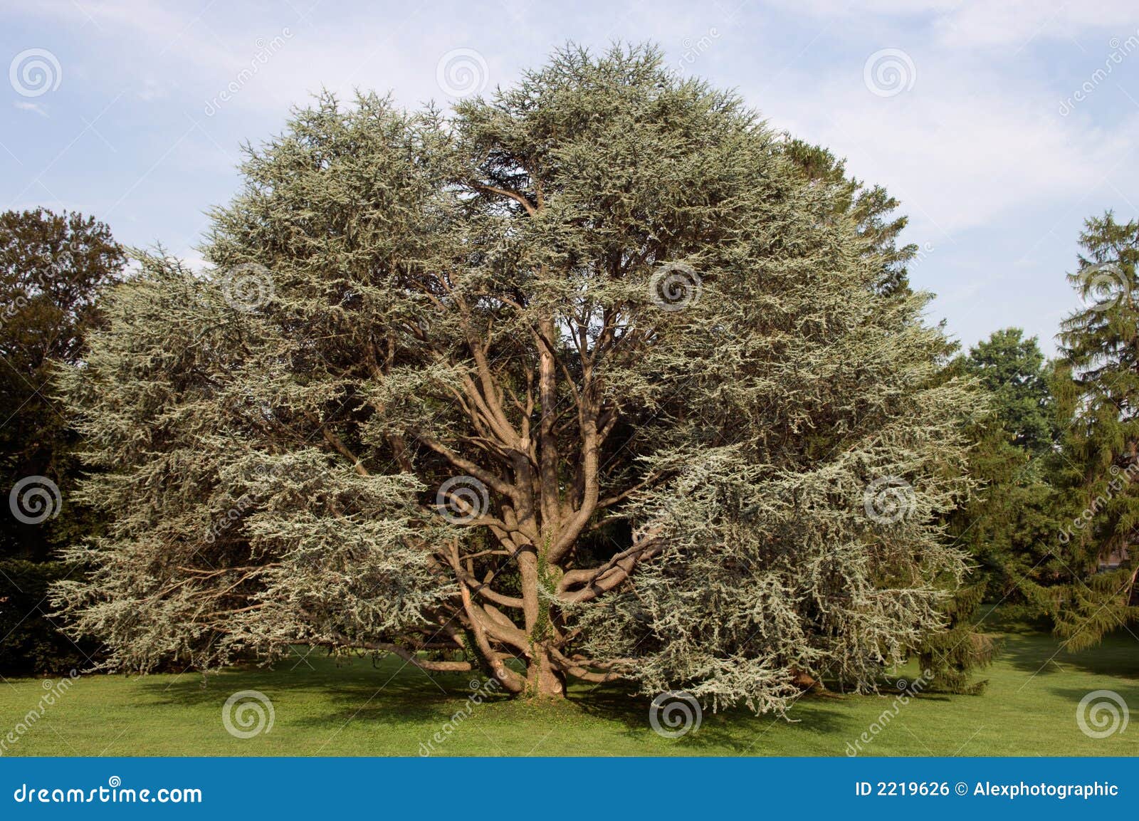 Old Tree stock photo. Image of green, nature, plant, garden - 2219626