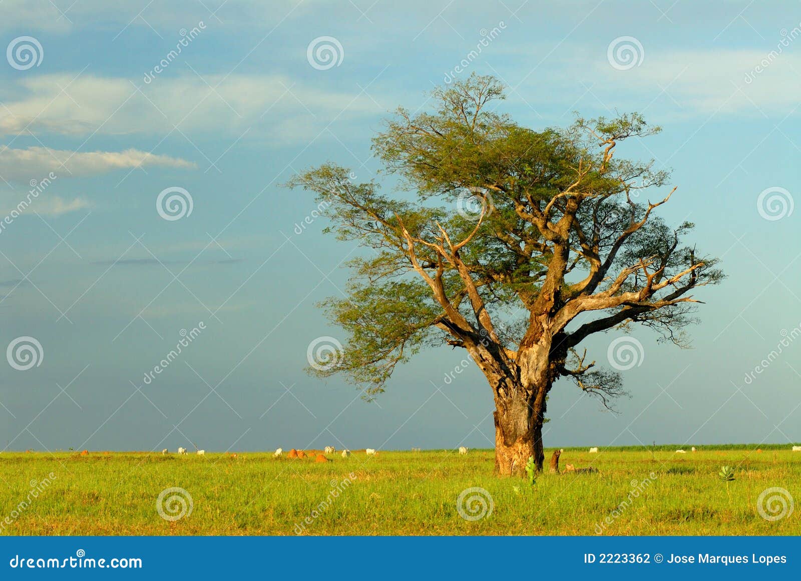 Old tree stock photo. Image of nature, tree, wallpaper - 2223362