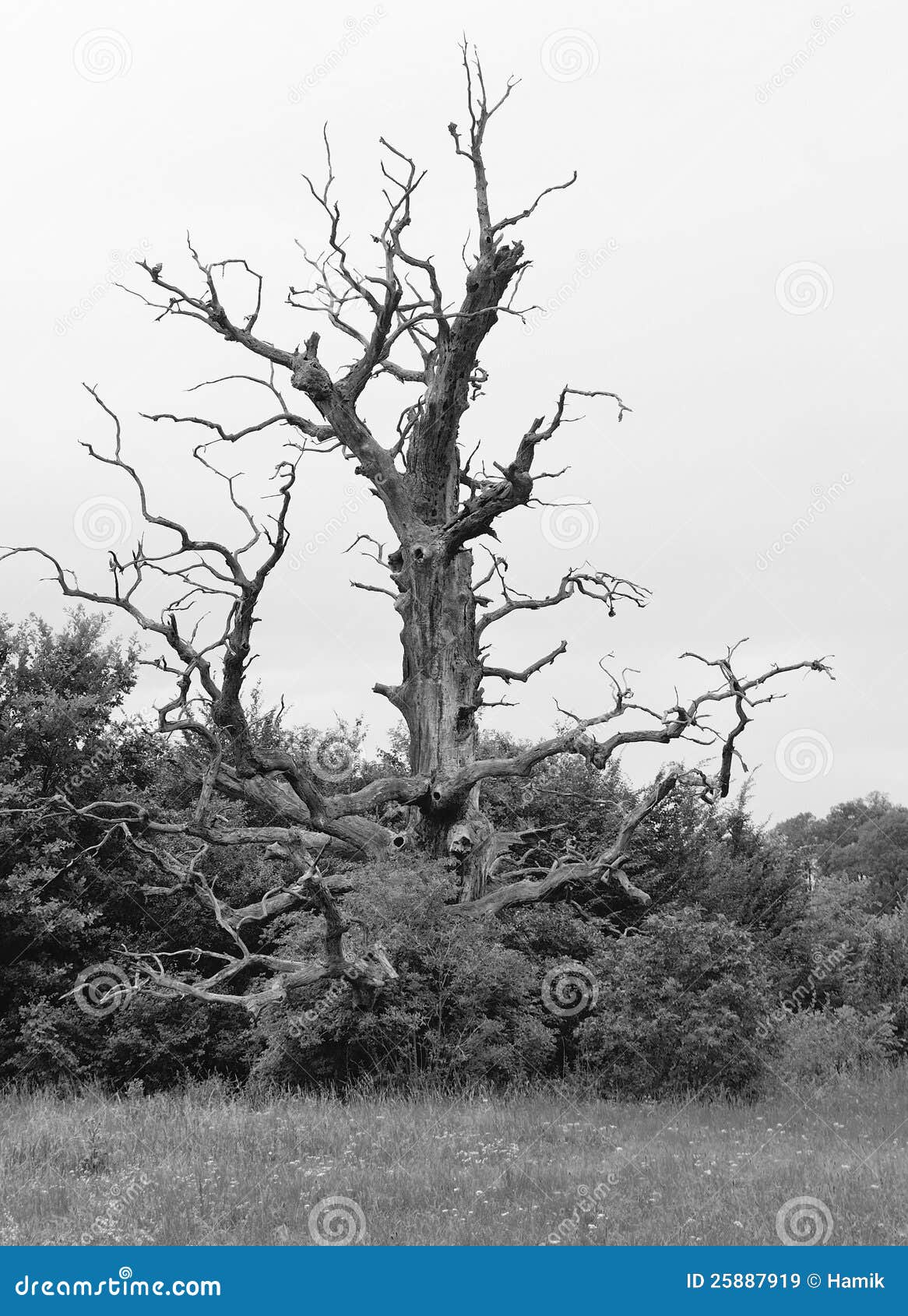 Old tree stock image. Image of lonely, wood, branch, alone - 25887919