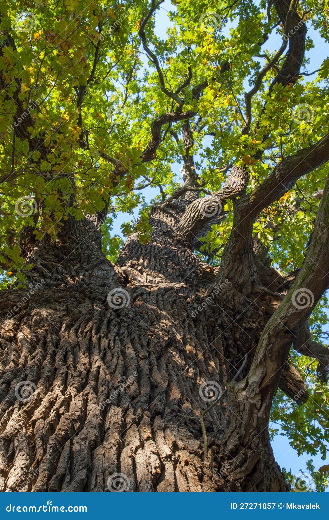 Old tree stock image. Image of colorful, park, blue, scenery - 27271057