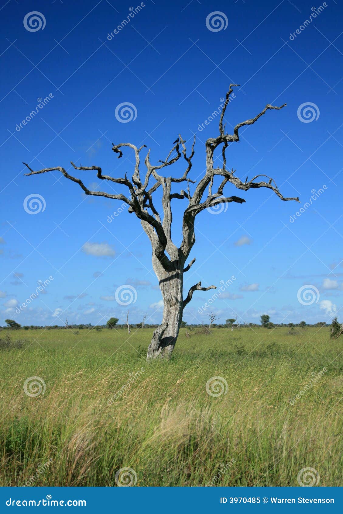 Old Tree stock image. Image of grassland, branch, grass - 3970485