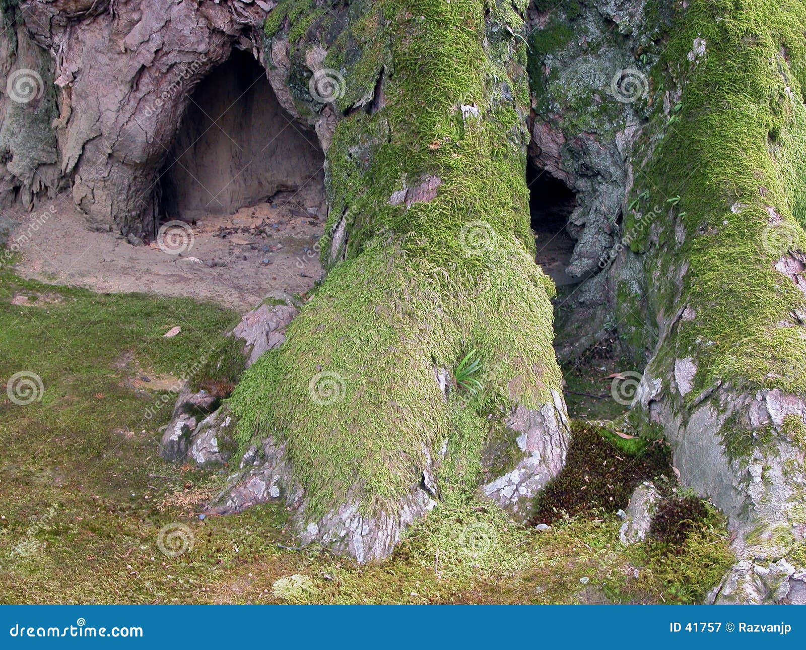 Old tree stock image. Image of hide, vegetation, root, tree - 41757