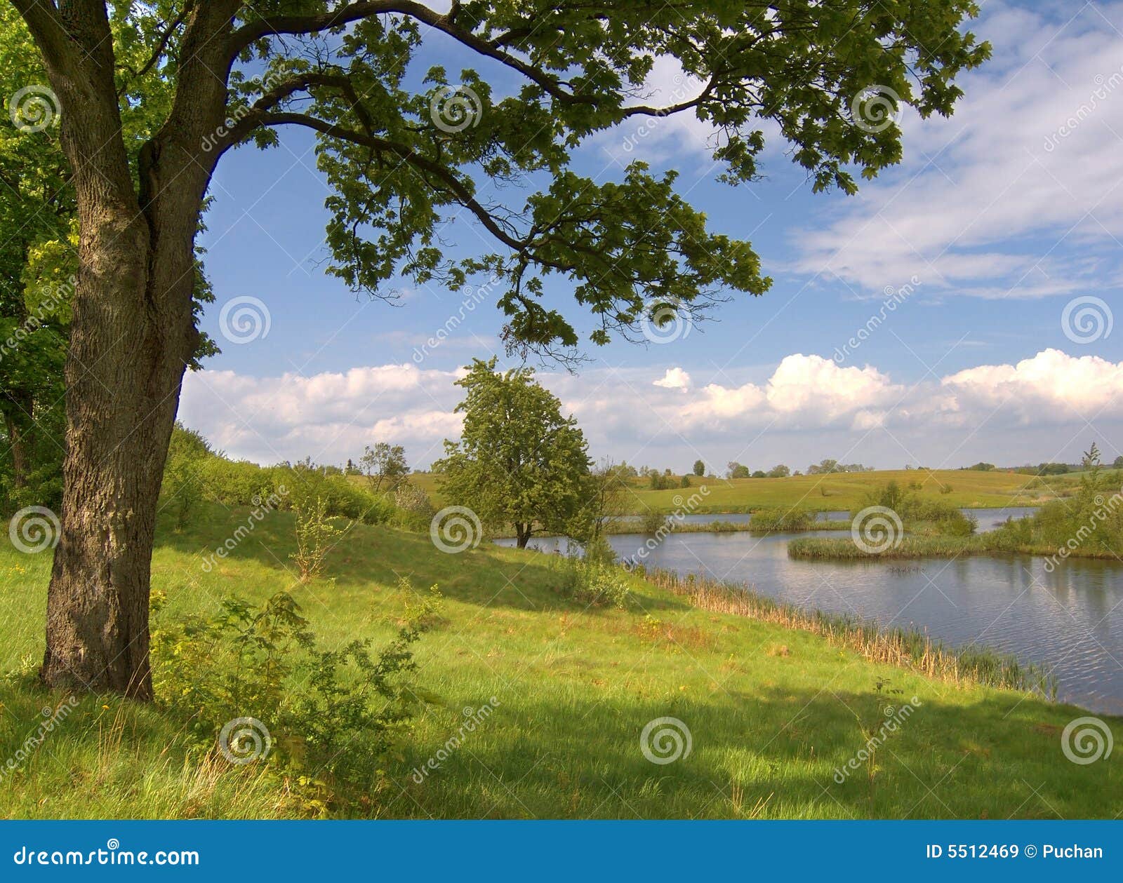 Old tree stock image. Image of grass, landscape, blue - 5512469