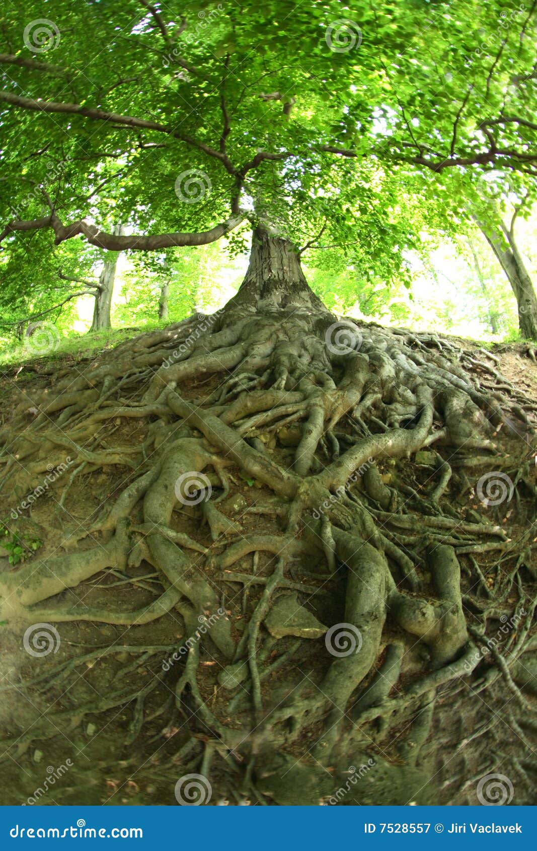 Old tree stock image. Image of organic, nature, plant - 7528557