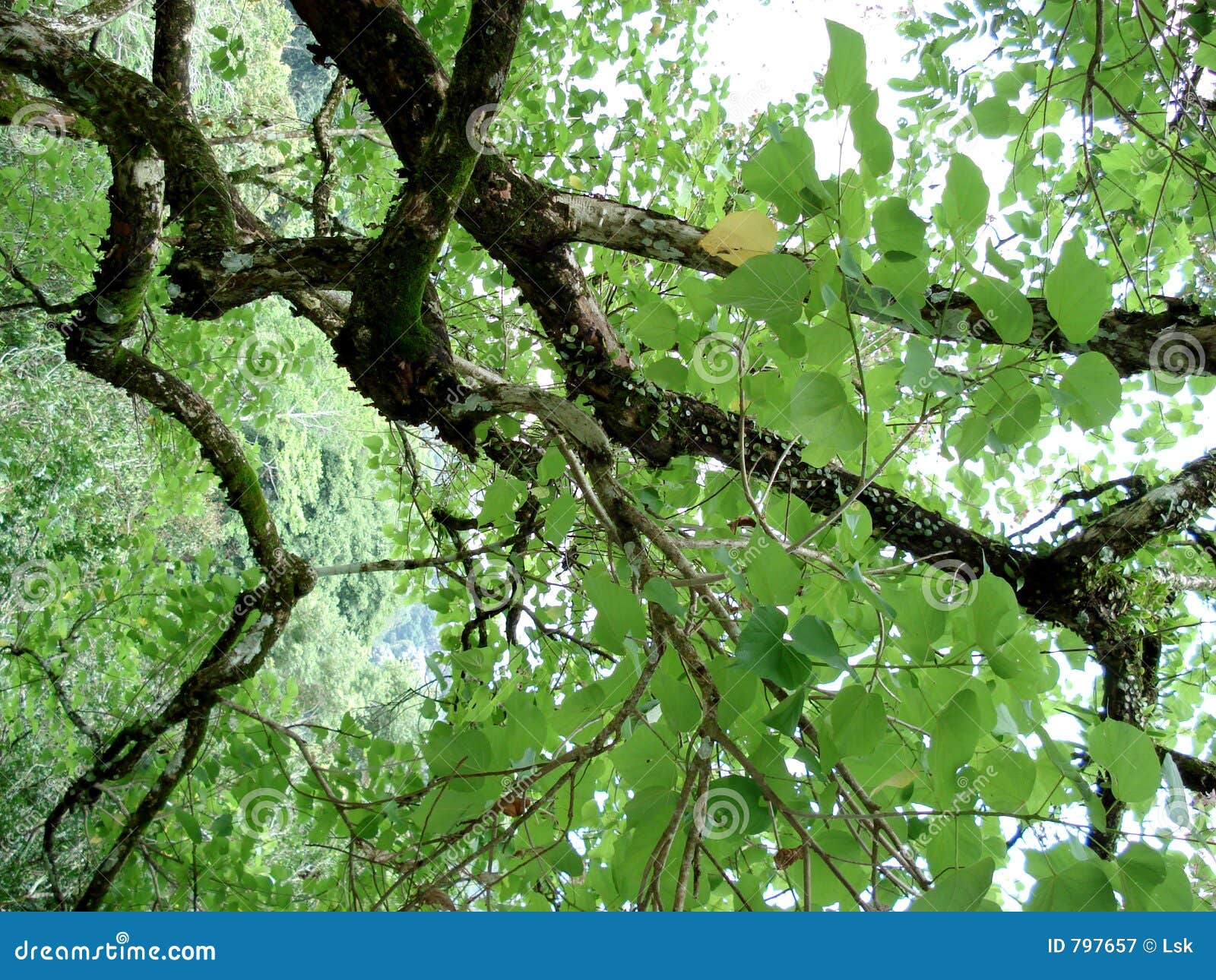 Old tree stock image. Image of tree, light, meadow, apple - 797657