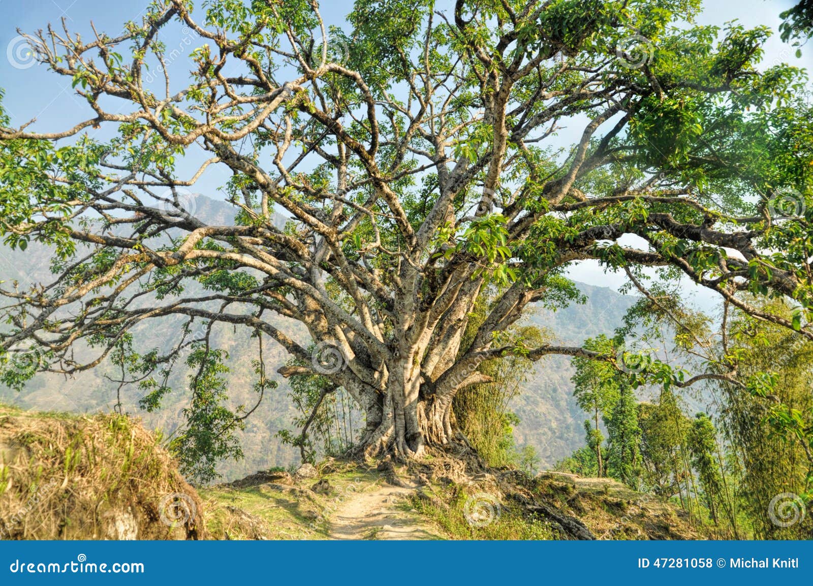 Old tree stock photo. Image of trunk, ancient, nature - 47281058