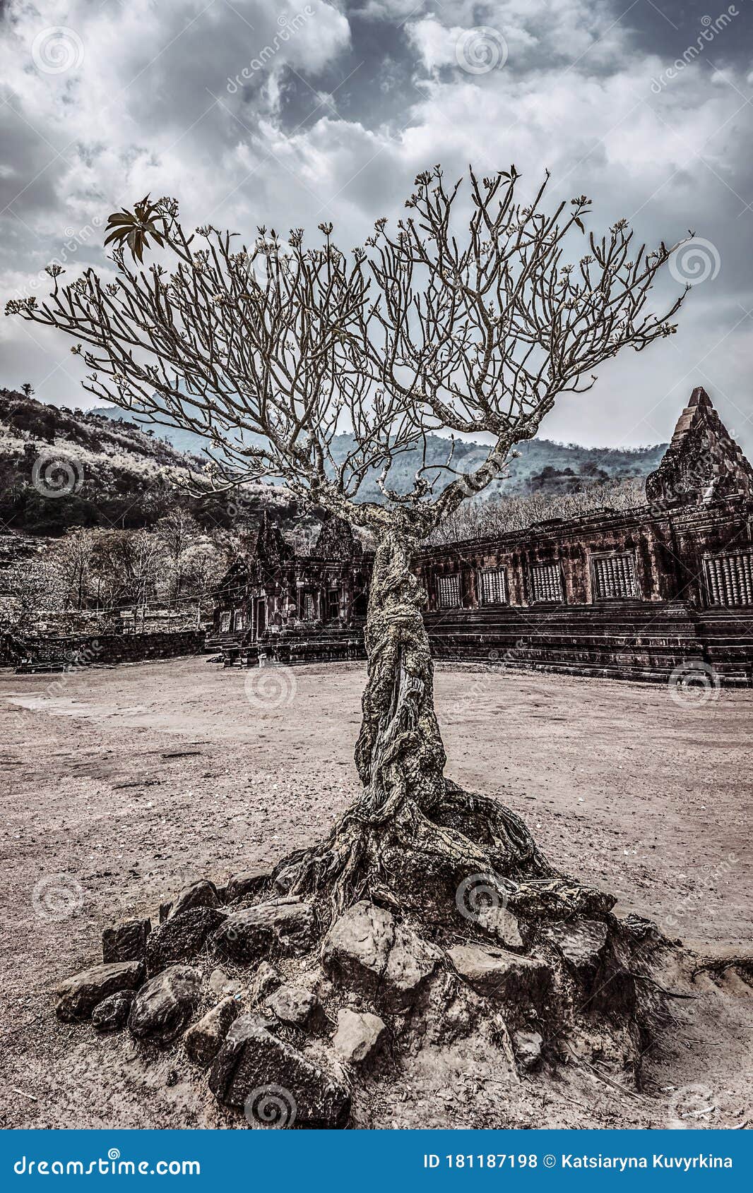 The Old Tree with Ancient Temple on a Background Stock Photo - Image of ...