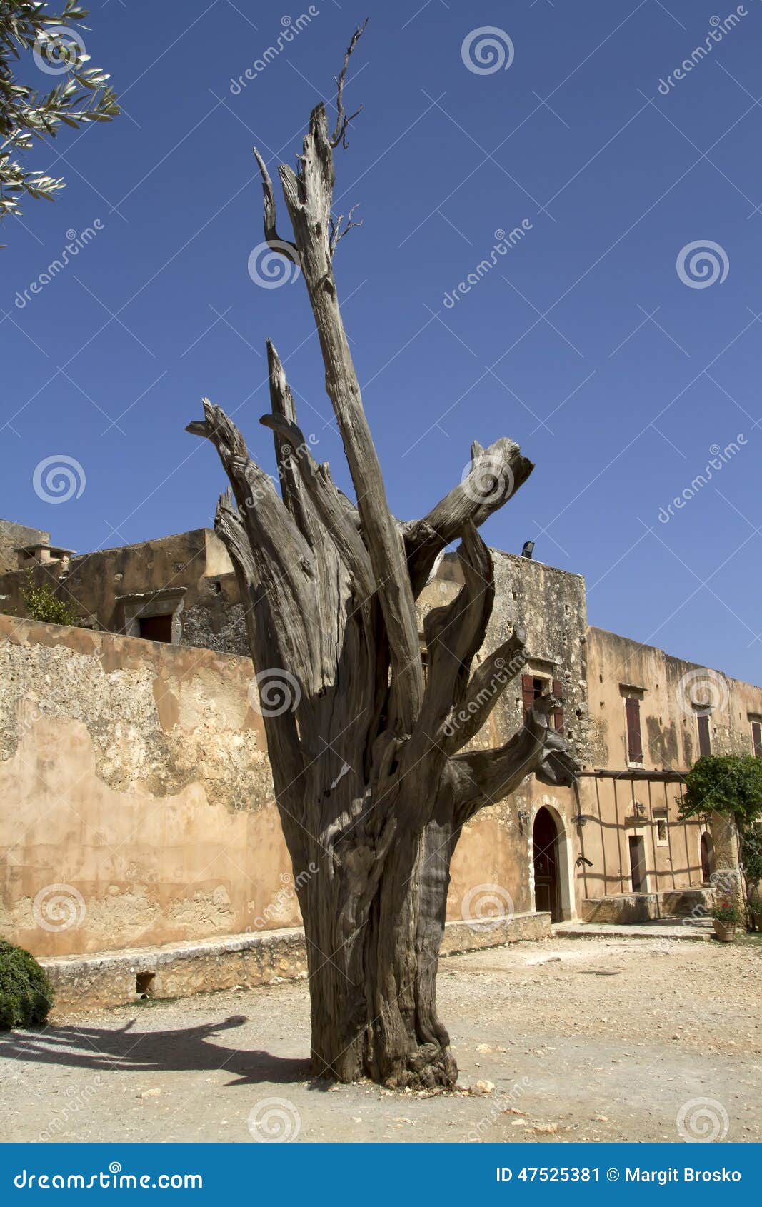 The Old Tree, Arkadi Monastery, Crete Stock Image - Image of attack ...