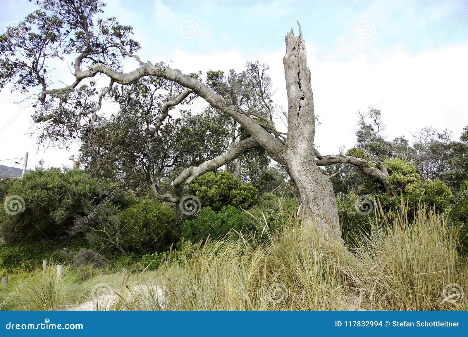 An Old Tree in the Australian Bush Stock Photo - Image of environment ...