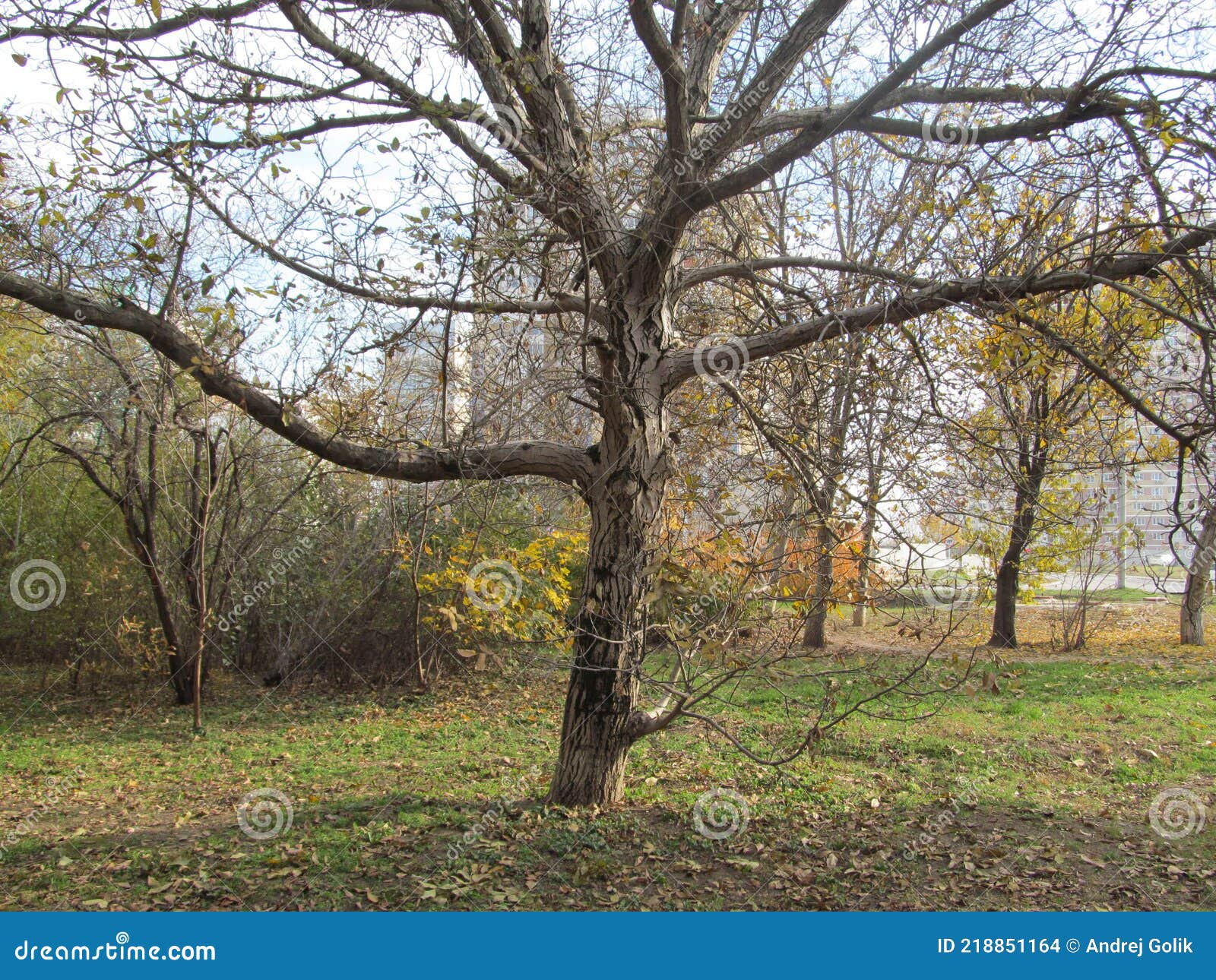 Old tree in autumn stock photo. Image of plants, withering - 218851164