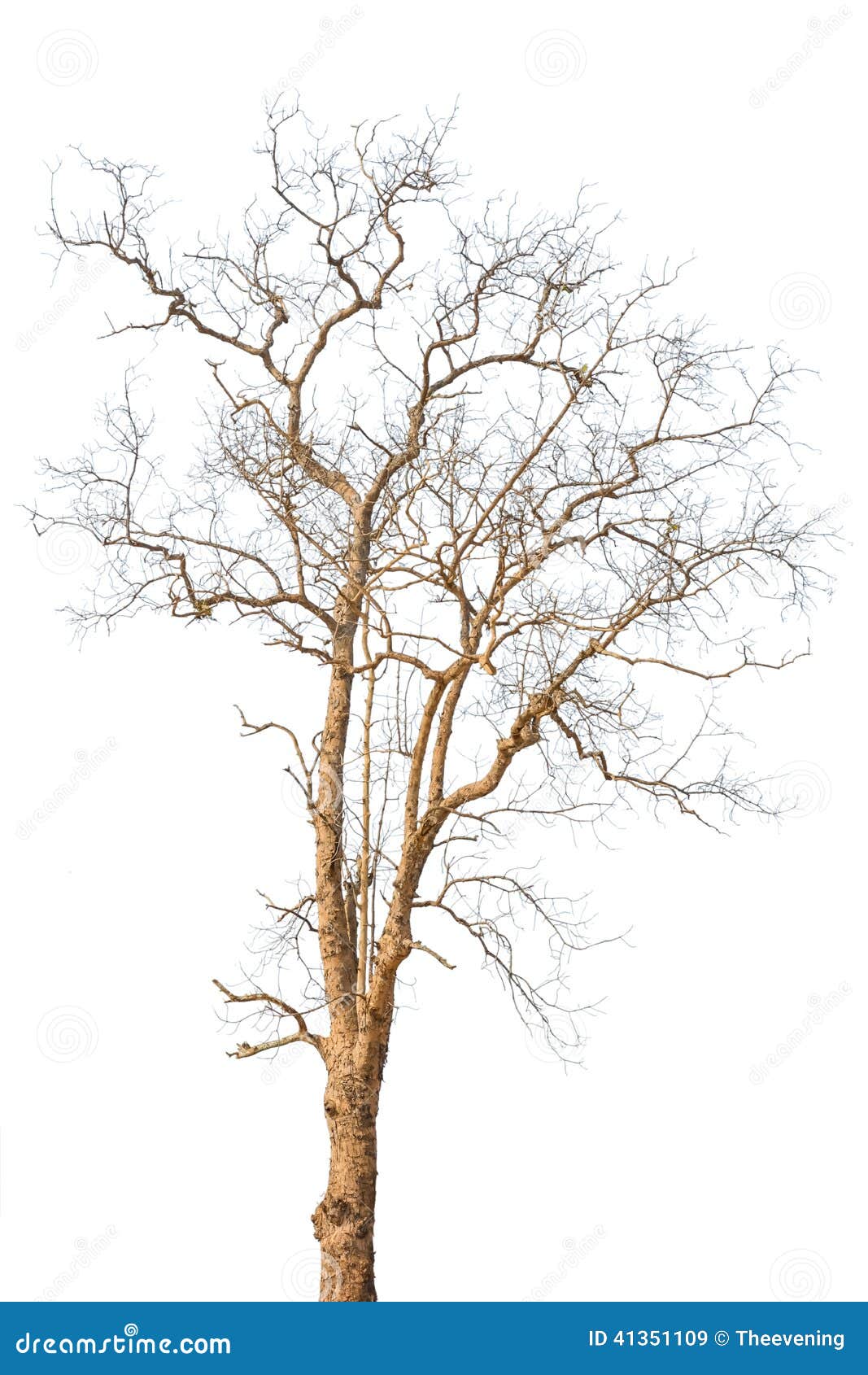 Old Leafless Tree
