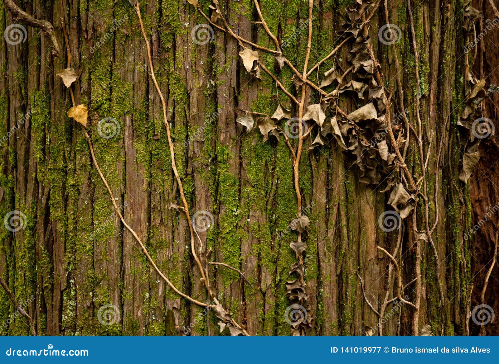 Old Tree Background, Pattern, Texture. Stock Image - Image of season ...