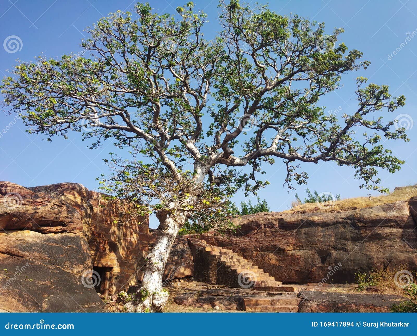 Old tree in Badami Fort stock photo. Image of fort, view - 169417894