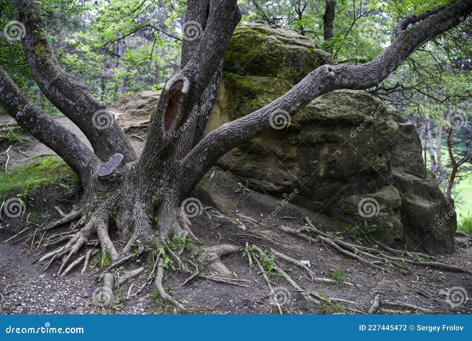 An Old Tree with Bare Roots Next To a Huge Stone in the Forest Stock ...