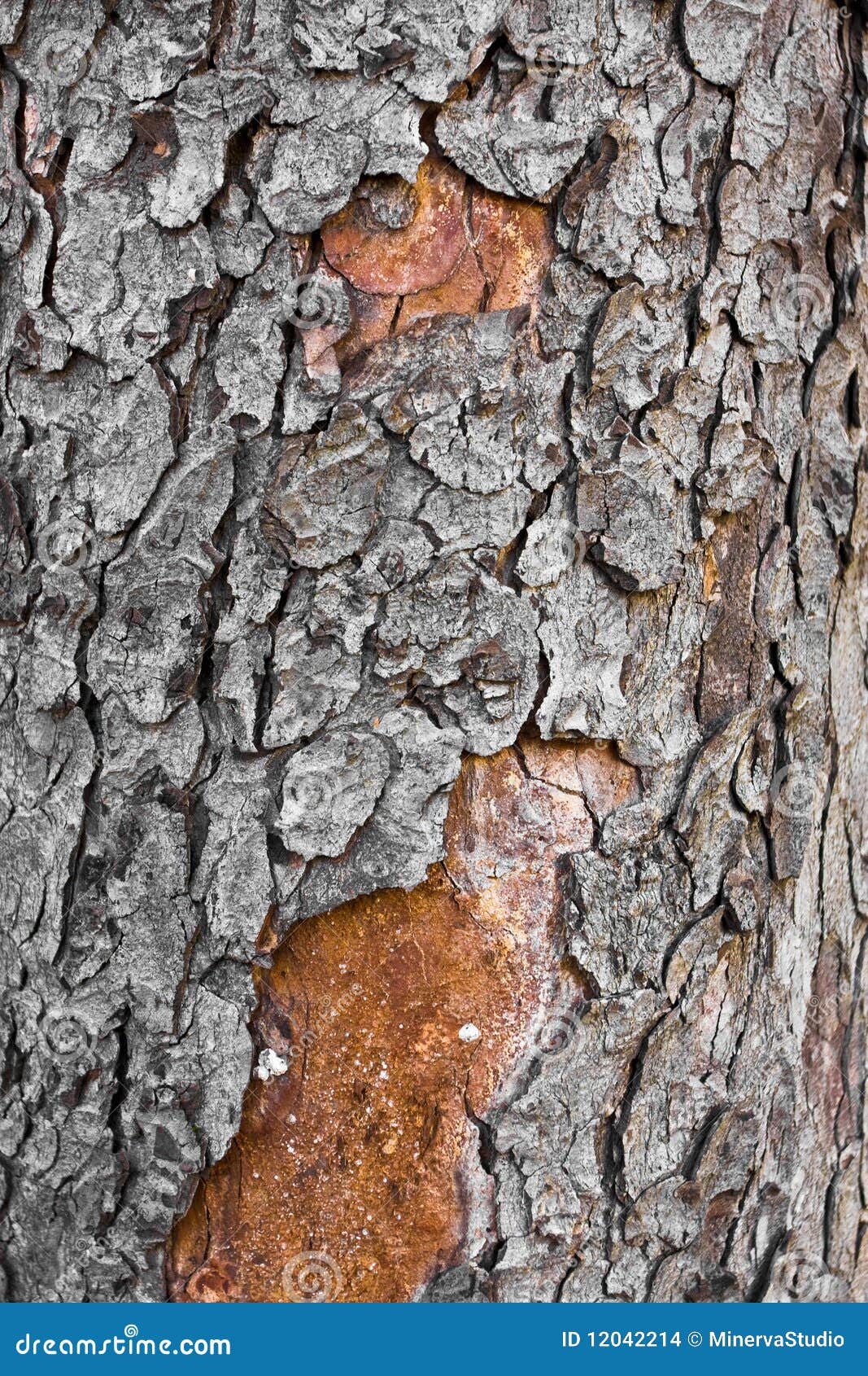 Old tree bark stock photo. Image of rough, light, abstract - 12042214