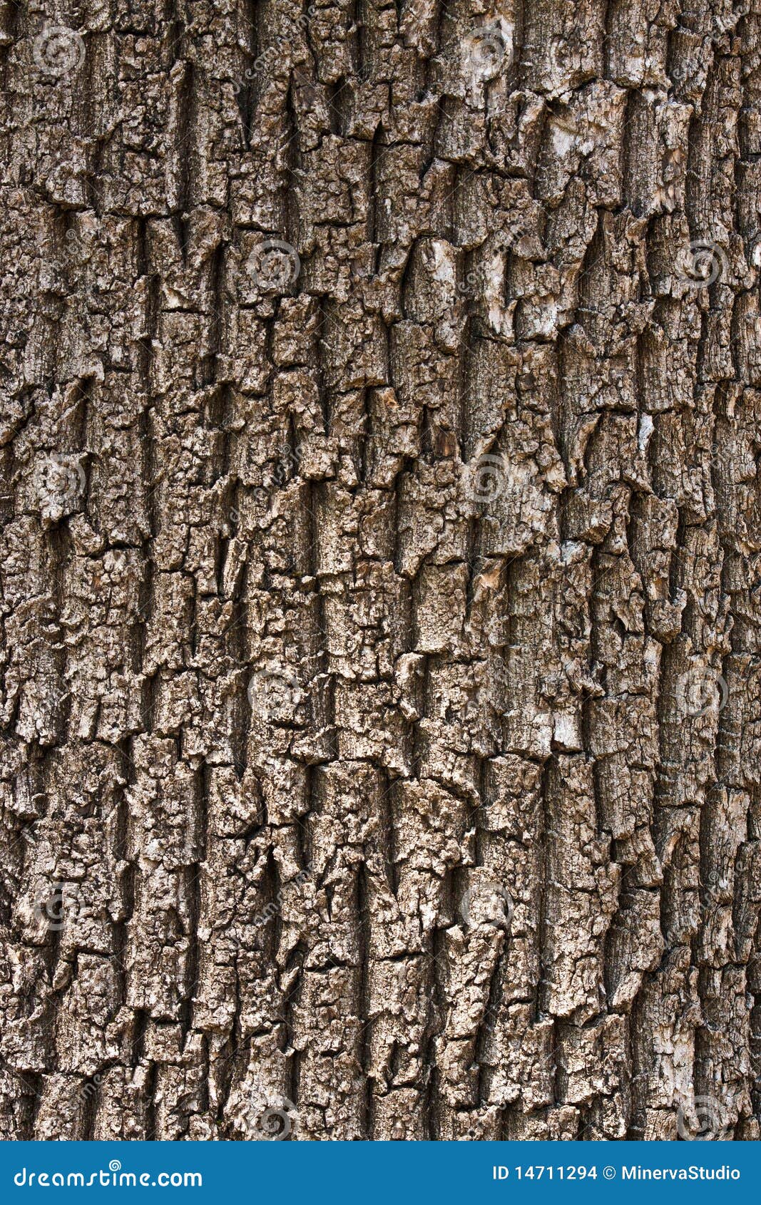 Old tree bark stock photo. Image of wood, cortex, material - 14711294