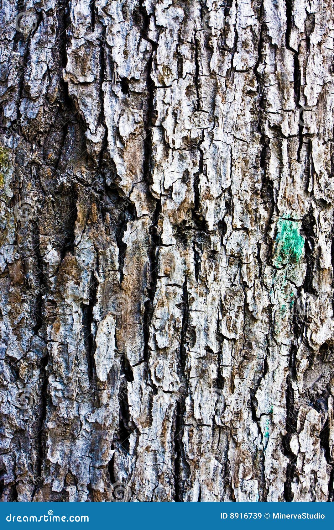 Old tree bark stock image. Image of natural, scratch, wood - 8916739