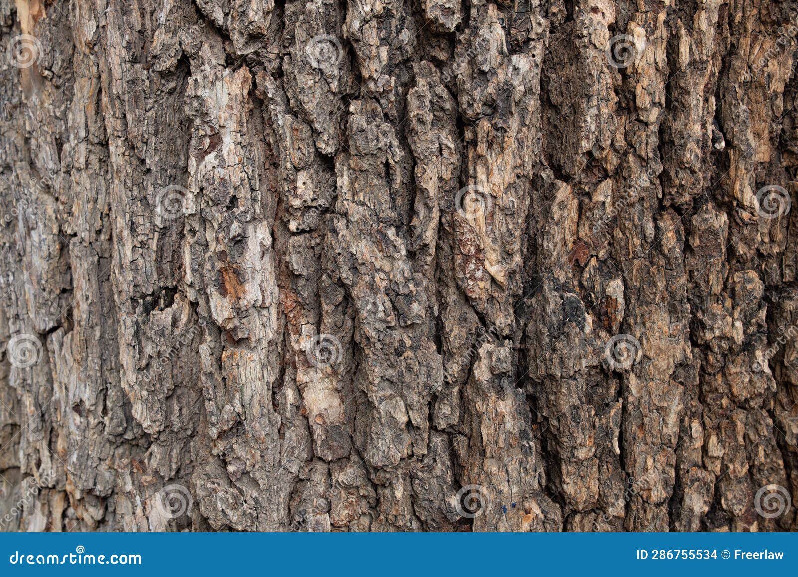 Old Tree Bark As Background and Texture at Horizontal Composition Stock ...