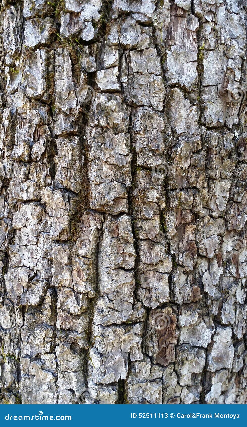 Old Tree Bark Background stock image. Image of bark, surface - 52511113