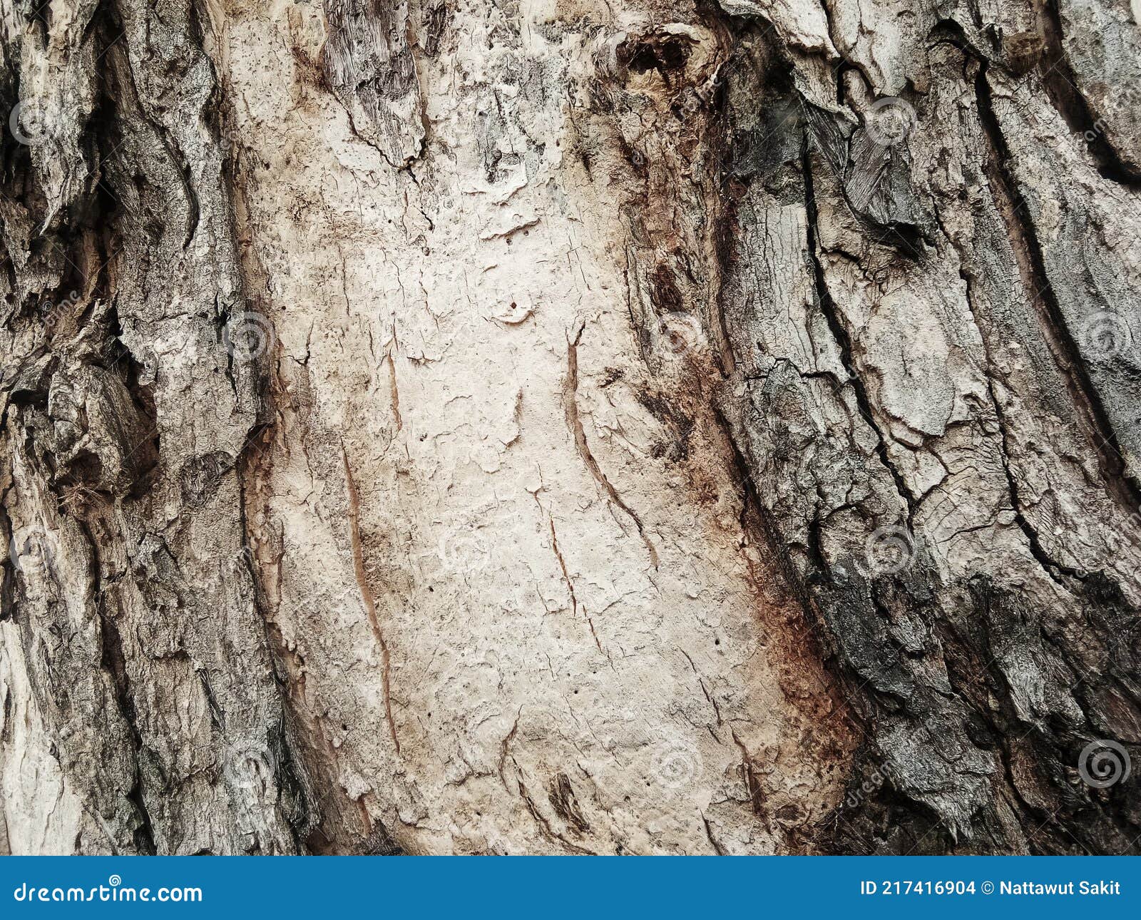 Old Tree Bark with Beautiful Patterns for Graphic Design Stock Photo ...