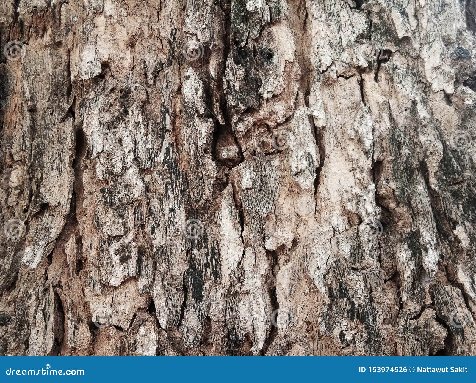 Old Tree Bark with Beautiful Patterns for Graphic Design Stock Photo ...