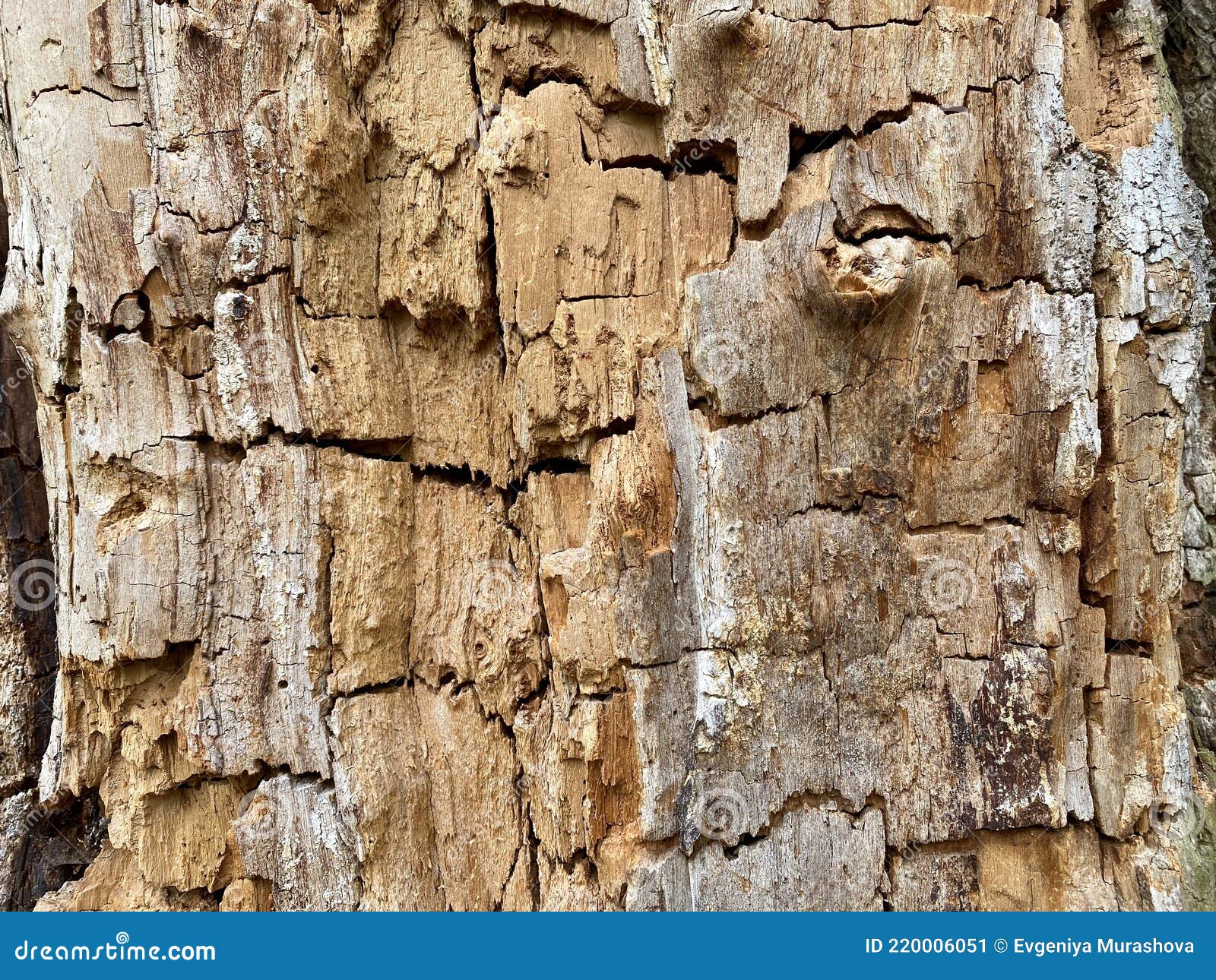 Old Tree Bark, Brown Color, Textured Background Stock Image - Image of ...