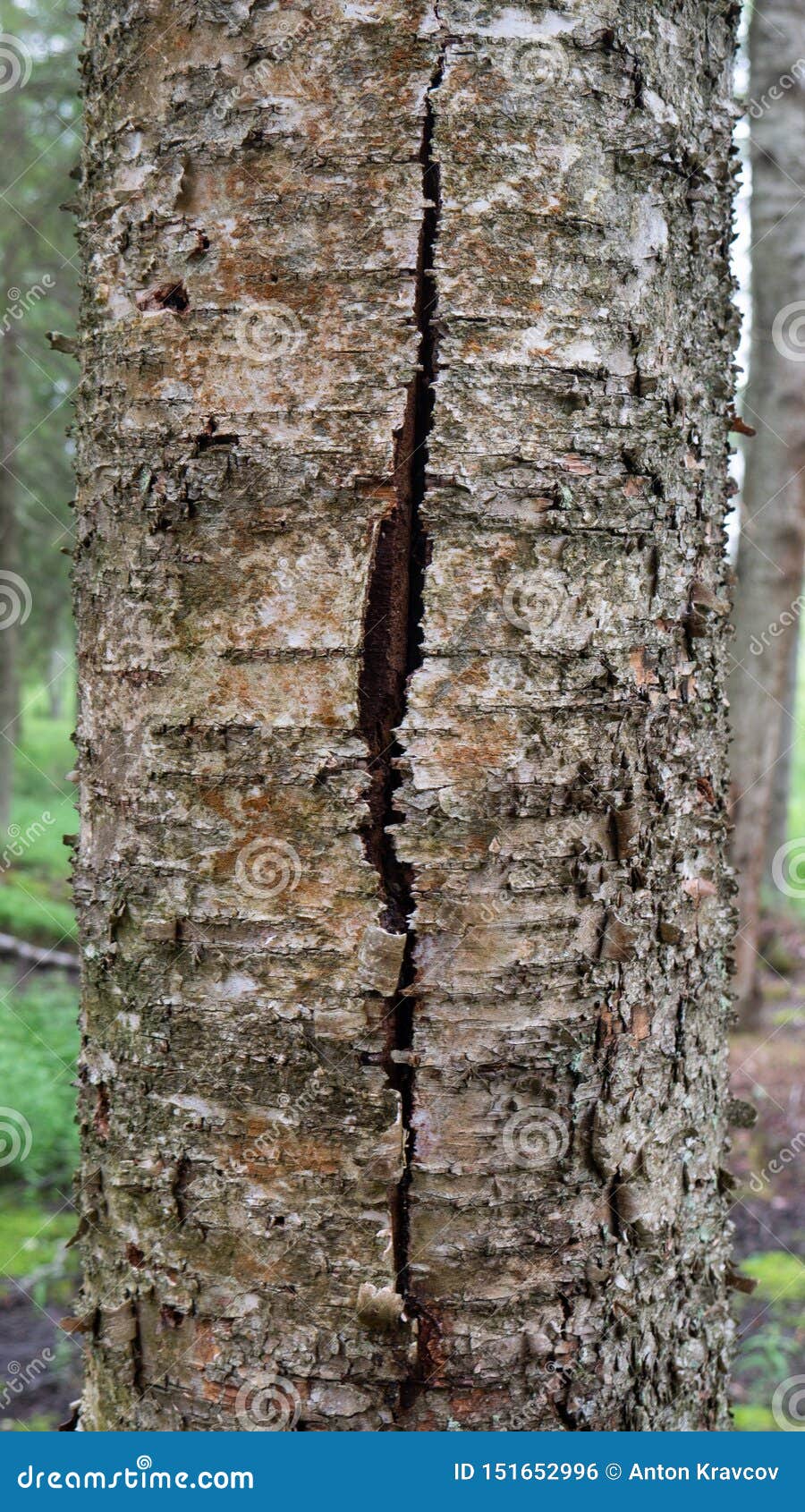 Old Tree Bark. Can Be Used As a Template Stock Photo - Image of leaf ...