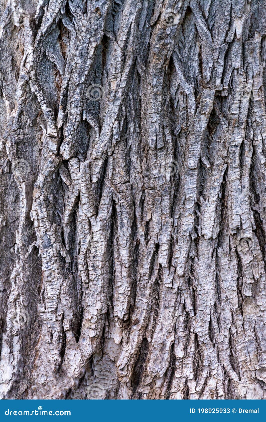 Old tree bark stock image. Image of wooden, abstract - 198925933