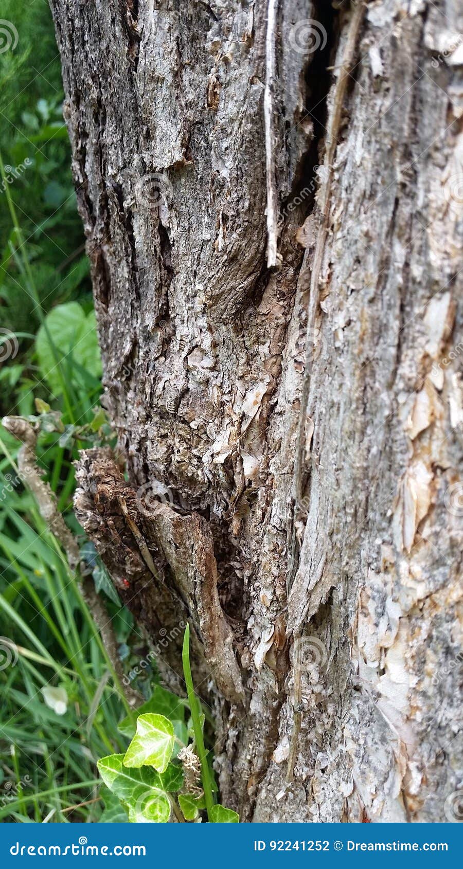Old tree bark stock photo. Image of flowers, beautiful - 92241252