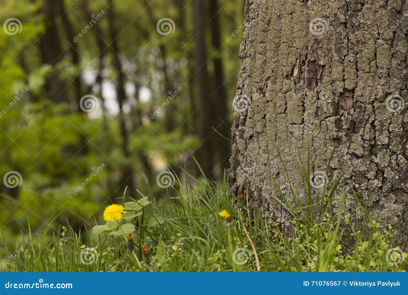 Old Tree Bark with Green Moss and Grass Stock Image - Image of green ...