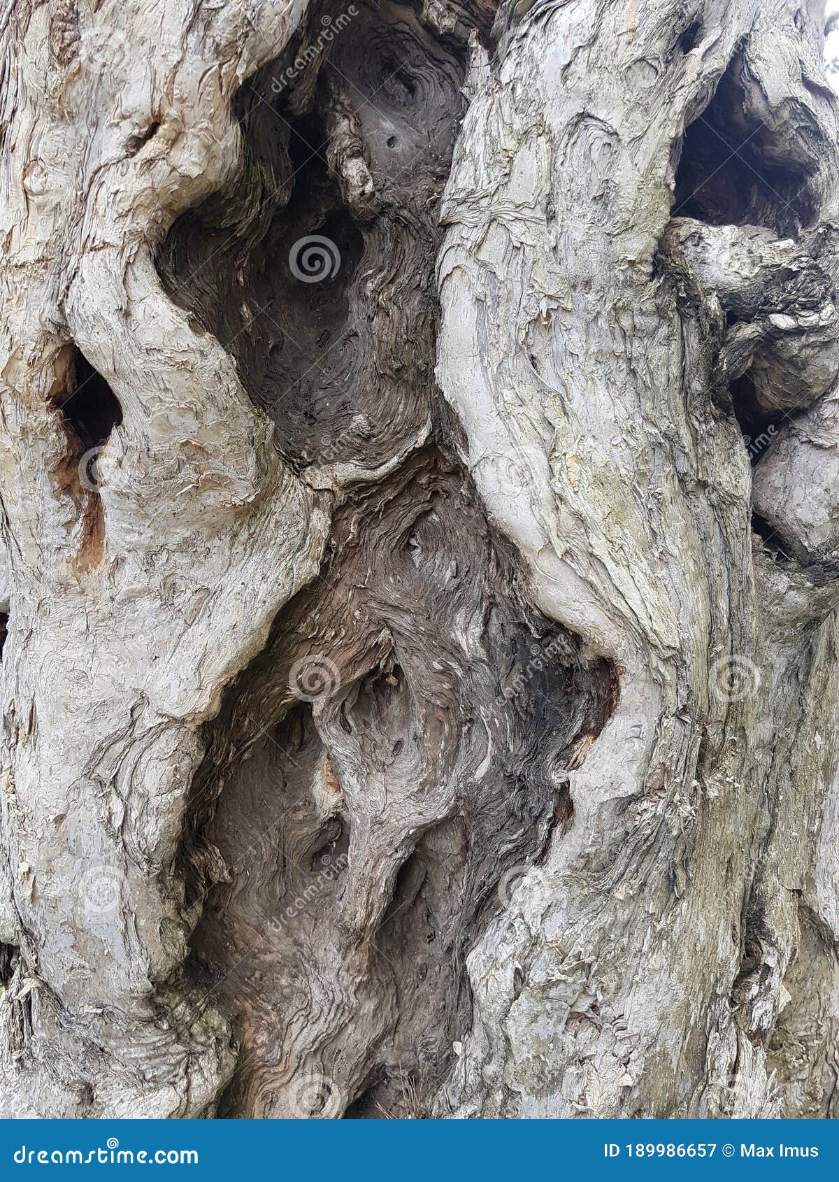 Old Tree Bark with Holes stock image. Image of abstract - 189986657