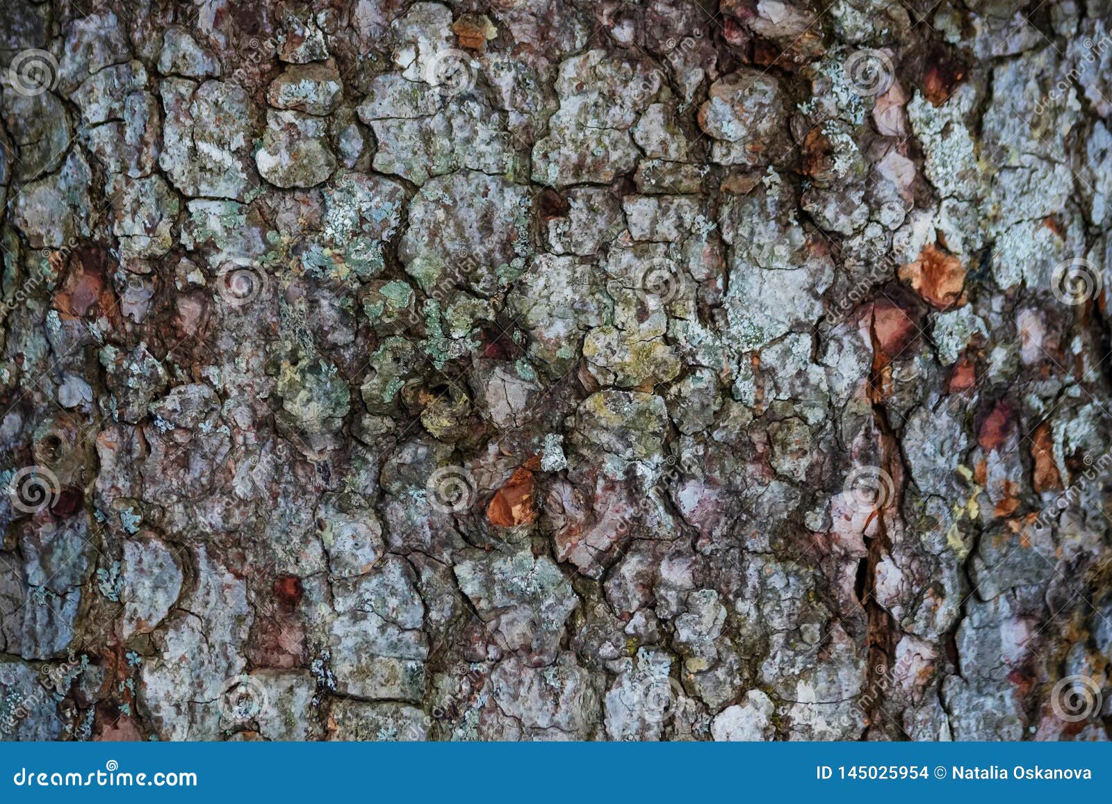Old Bark Texture Background Close Up Image Stock Photo - Image of ...