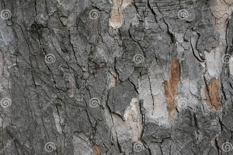Old tree bark macro shot stock photo. Image of bark - 200504464