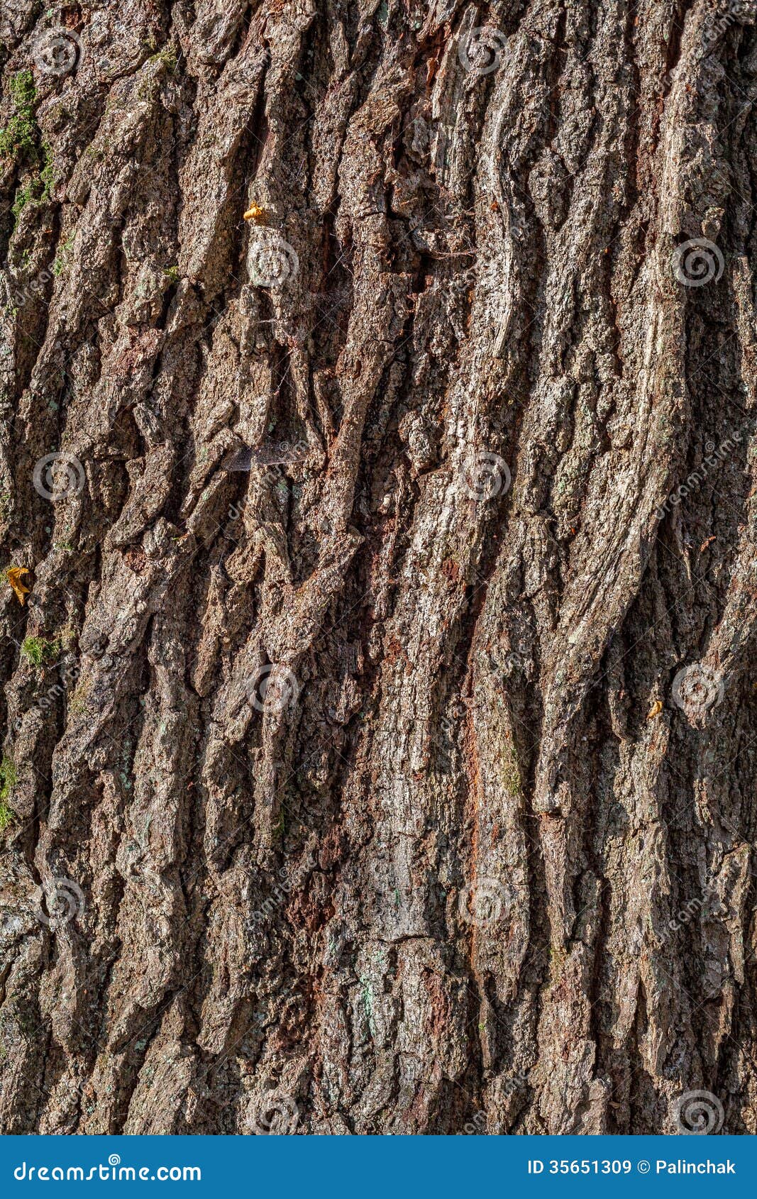 Old tree bark stock image. Image of dirty, bark, nature - 35651309