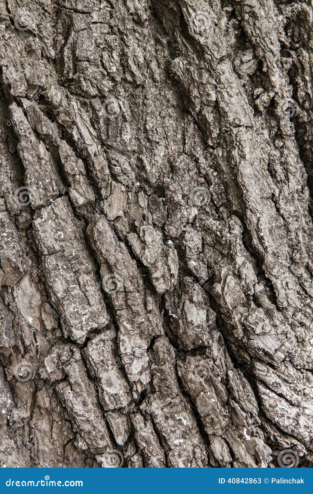 Old tree bark stock image. Image of texture, natural - 40842863