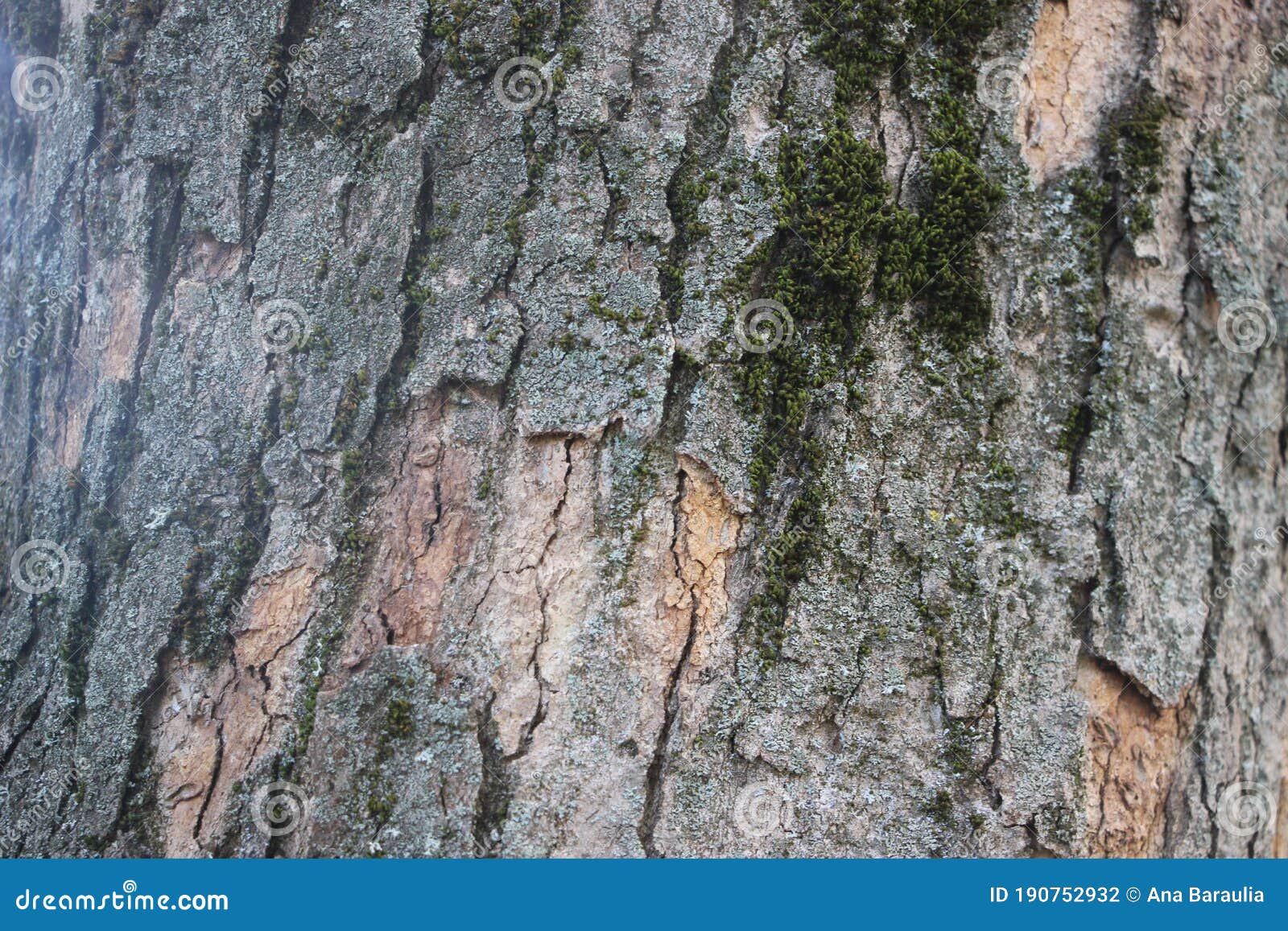 Old Tree Bark with Ridges on it Under Summer Evening Sun Stock Photo ...
