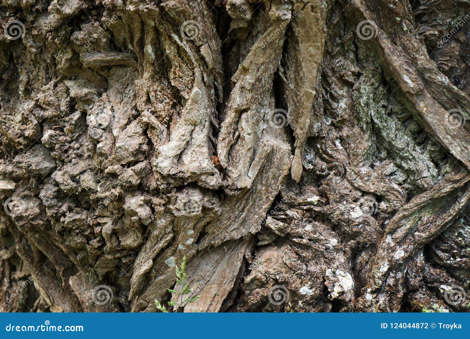 Old Tree Bark Rough Texture. Stock Photo - Image of background, cracked: 124044872