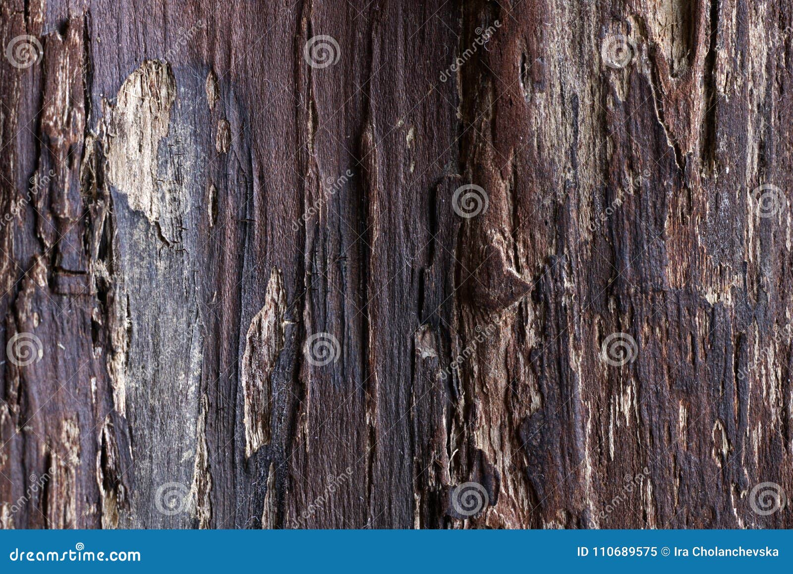 Old tree bark structure stock image. Image of closeup - 110689575