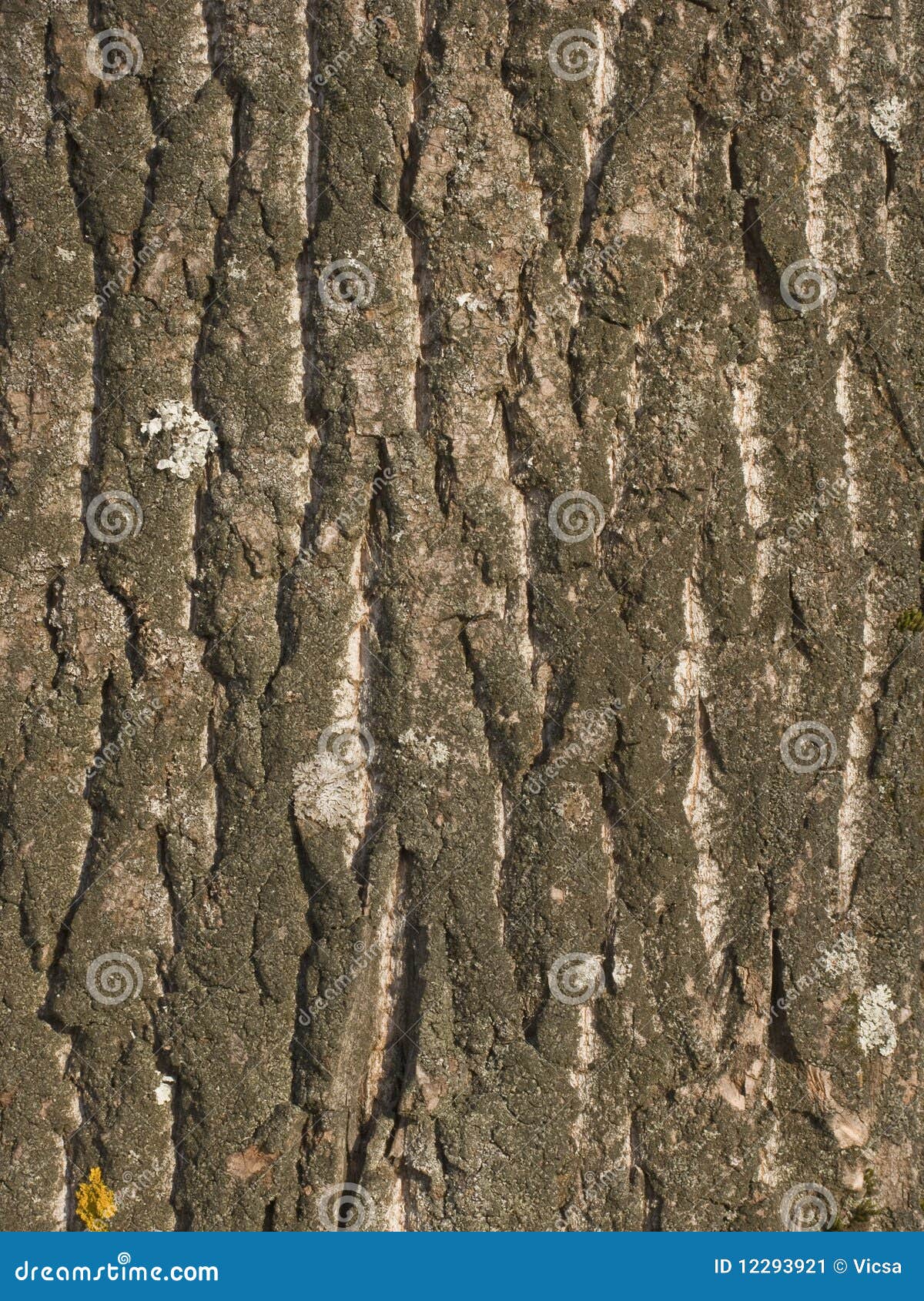 Old tree bark texture stock image. Image of bole, lichen - 12293921